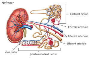 2.1.1 Nefronet – Nyrene og urinveiene