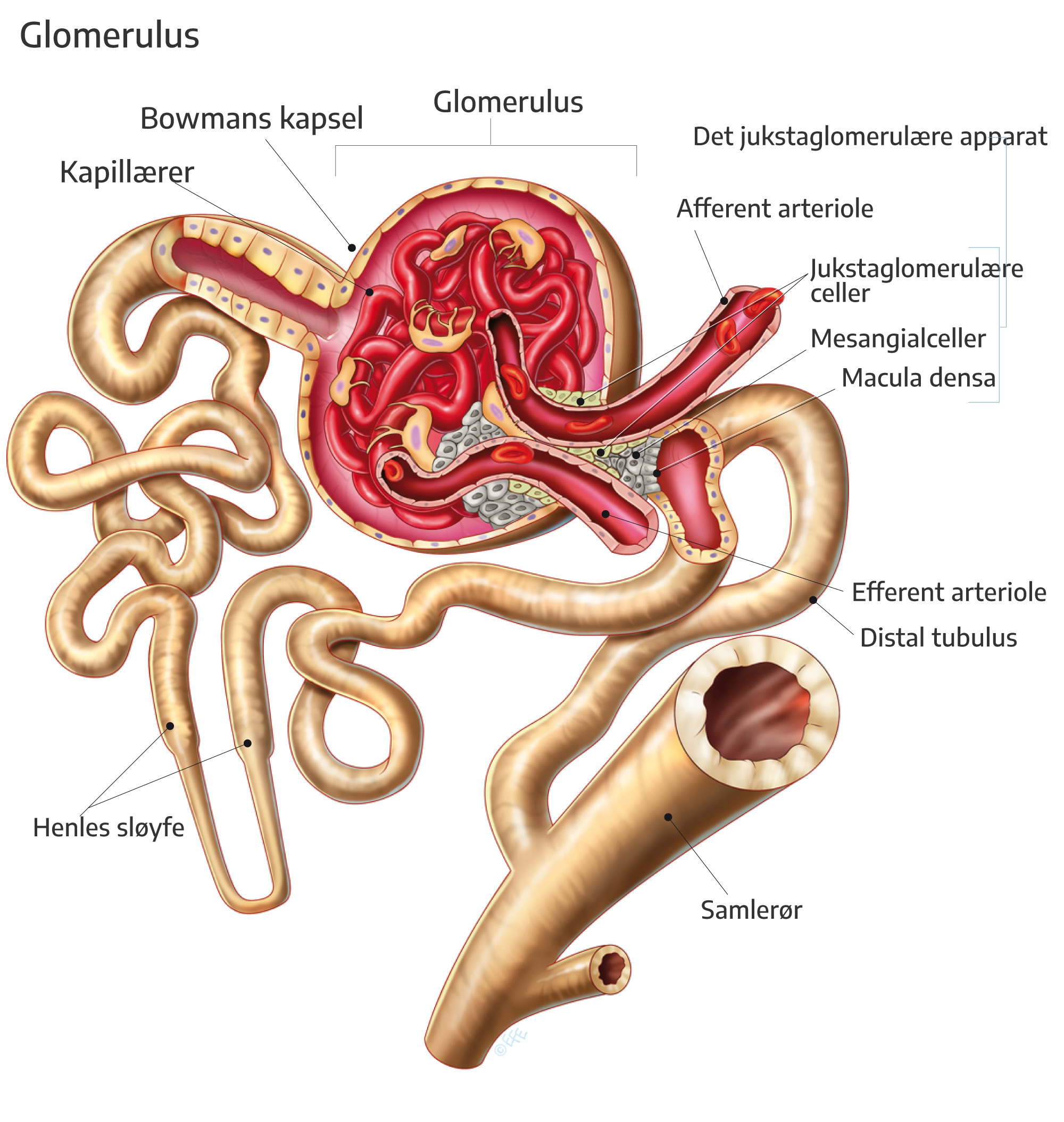 2.2.1 Glomerulær filtrasjon – Nyrene og urinveiene