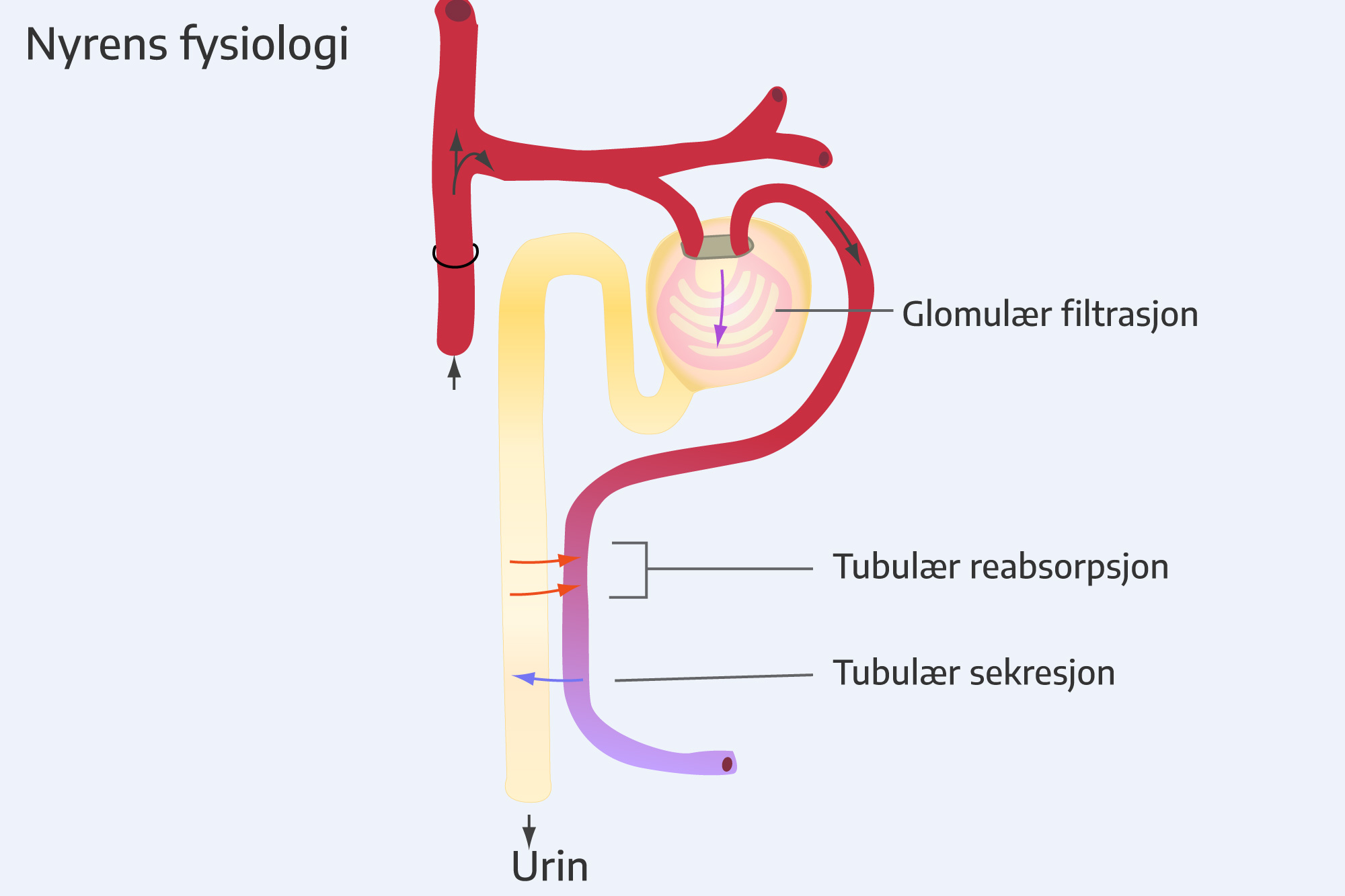 2.2 Nyrens fysiologi – Nyrene og urinveiene