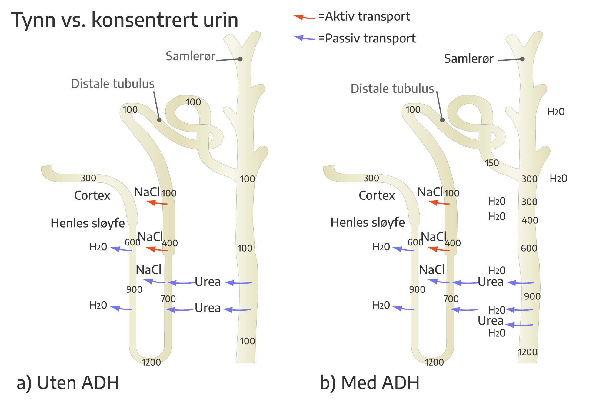 2.2.4 Tynn vs. konsentrert urin – Nyrene og urinveiene