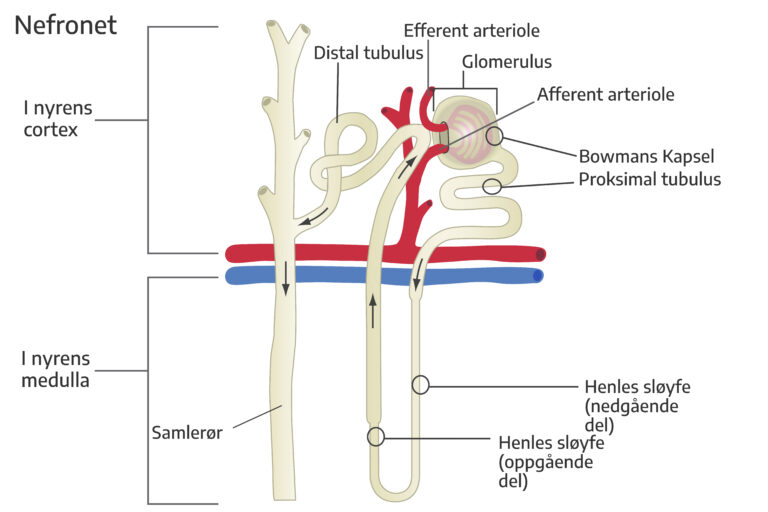 2.1.1 Nefronet – Nyrene og urinveiene